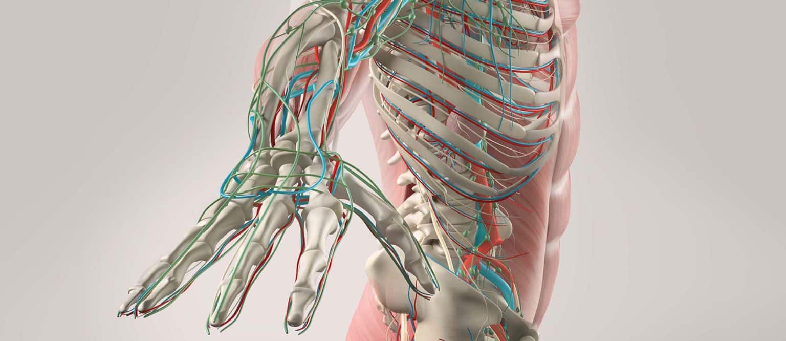 LINFO - Linfologia | Unipd Executive Learning